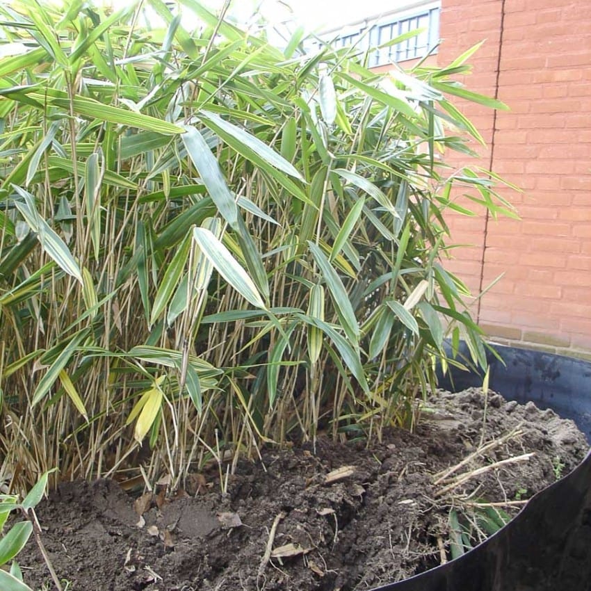 RootBlock - Mattle ApS