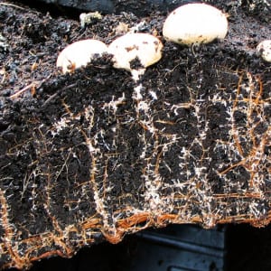 Mycorrhiza - Mattle ApS